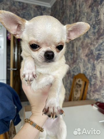 Вязка чихуахуа