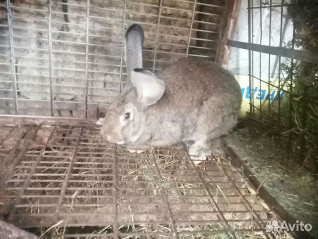Кролик