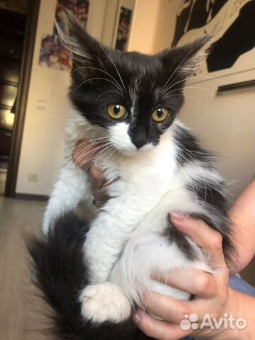 Котёнок ищет дом,ручной