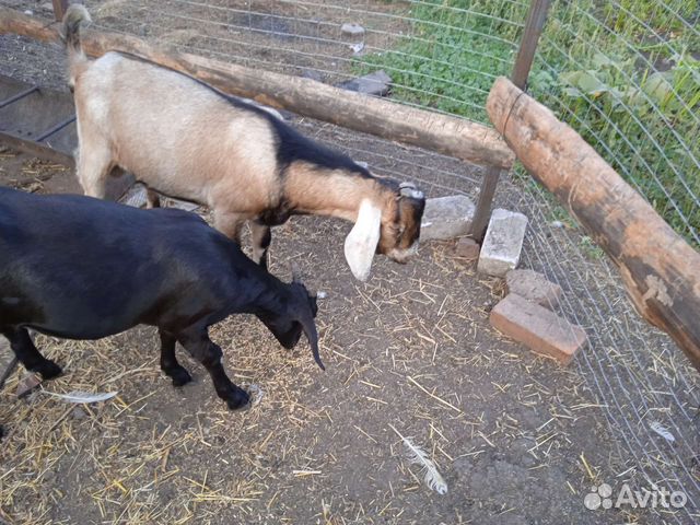 Двойные козы и козлята