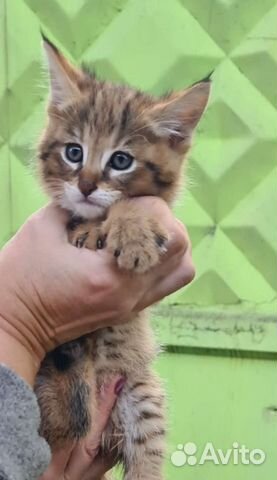 Чаузи ф1 девочка