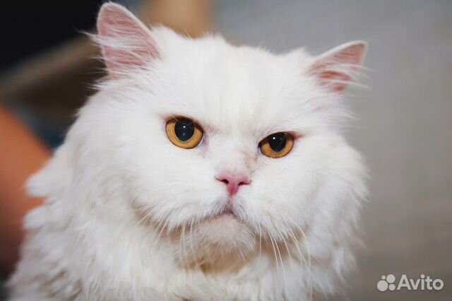 Кот с непростой судьбой