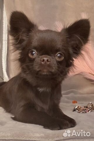 Для сладкой жизни нужен Шоколад