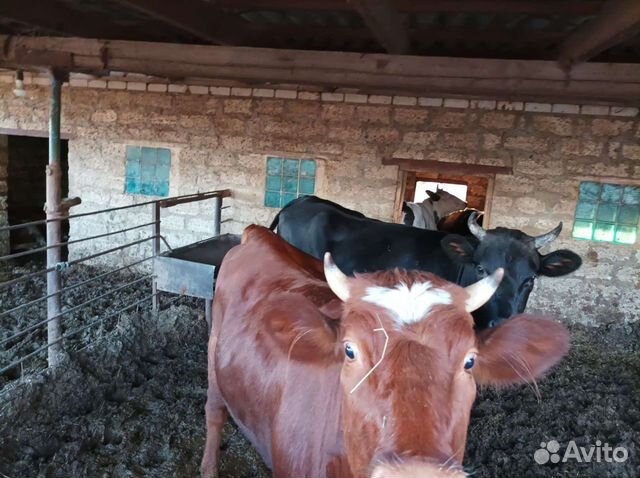 Телки двухлетки