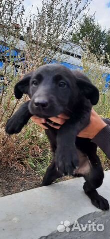 Щенки "Дворяне"