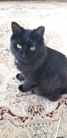 Кот отдам в добрые руки