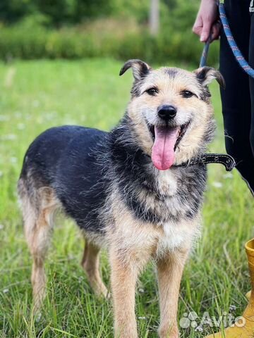 Бородач Бредли тоскует в приюте