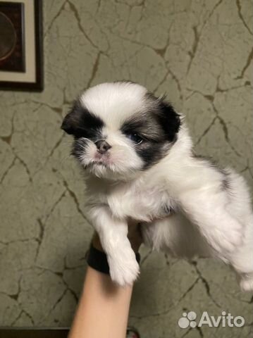 Щенки