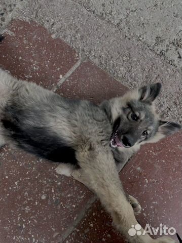 Особенный пёс ищет дом