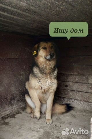 Собака Саманта