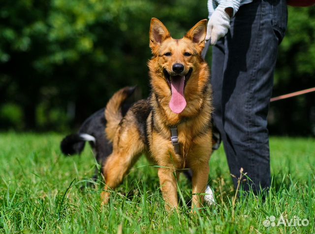 Рыжая красивая Липа в добрые руки