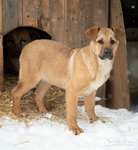 Крупный щенок, девочка 4 месяца в дар