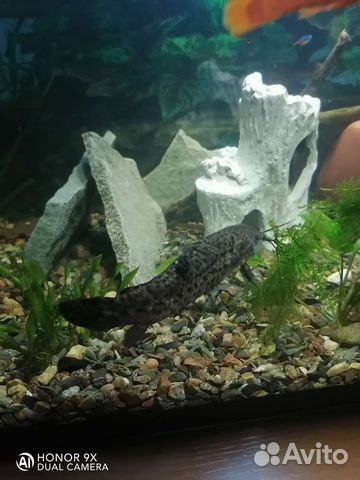 Сом обмен на креветок