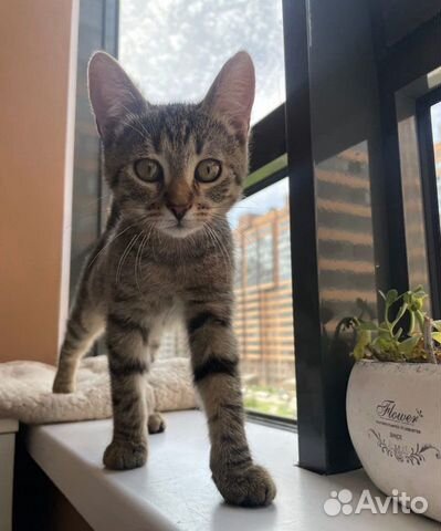 Котенок девочка