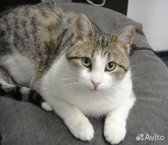 Котик, 3 года