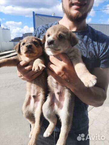 Щенки 4 кобеля и 3 суки