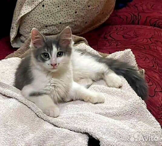 Котенок Жофрей 3 мес ищет маму