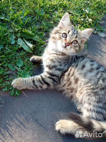 Котята в добрые руки. 3 кота и 2 кошки. 2,5 месяца