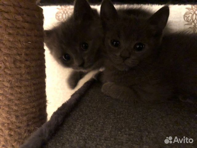 Котята британской породы