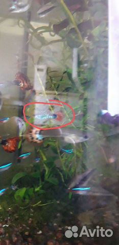 Продам рыбок гуппи