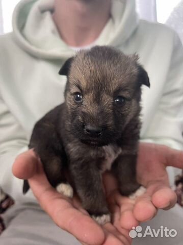 Собака в добрые руки щенок