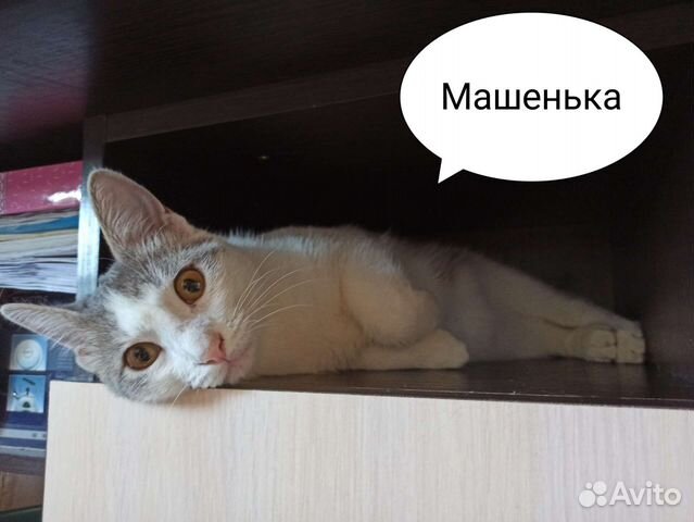 Кошка в добрые руки бесплатно