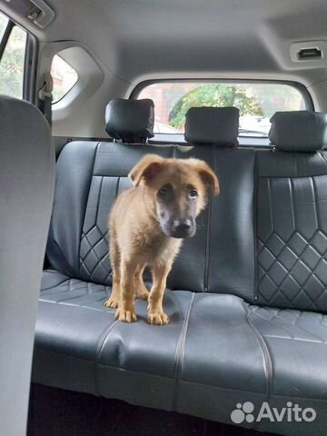 Щенок в дар собака 2 месяца мальчик