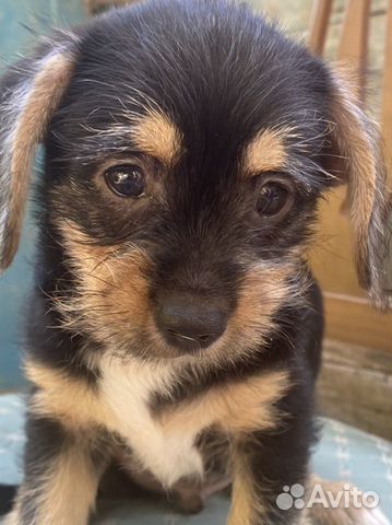 Щенки чихуахуа