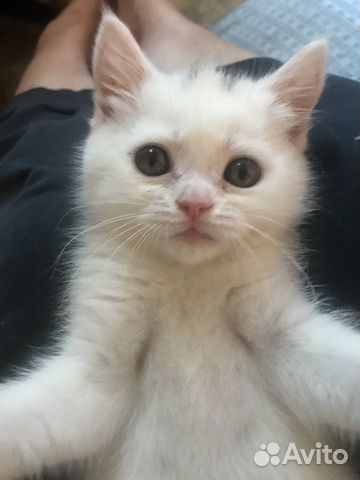 Британский котёнок