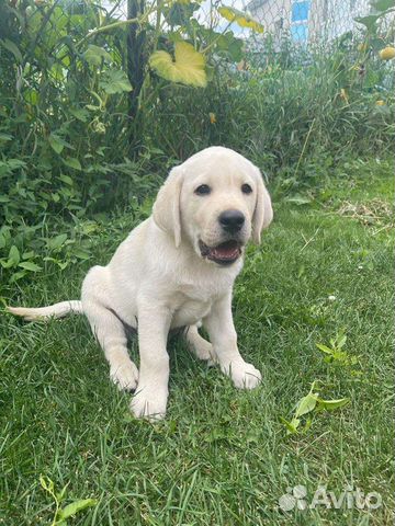 Щенки лабрадора