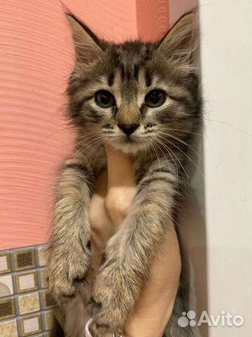 Малышку кошечку выкинули как ненужную игрушку