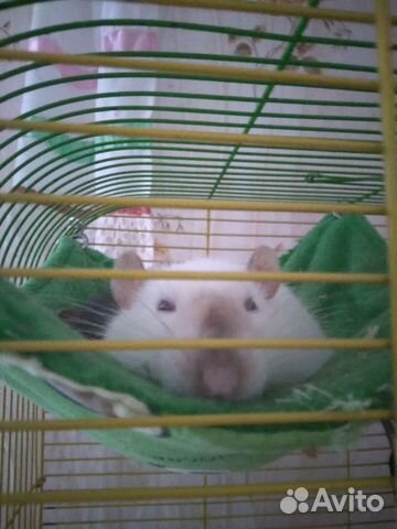 Крысы с клеткой бесплатно