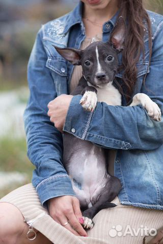 Собака-улыбака черная стаффочка