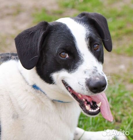 Собака в добрые руки