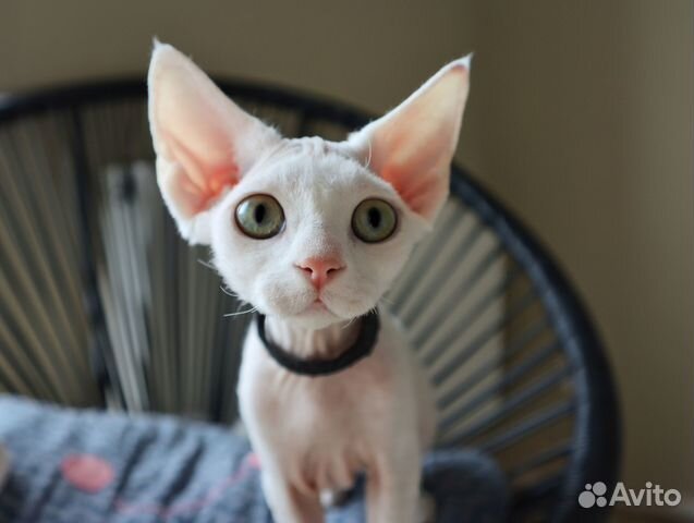 Белоснежная девочка девон рекс