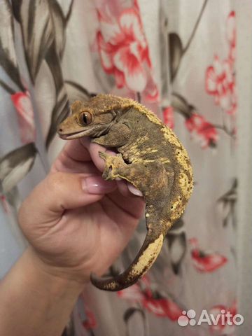 Бананоед самка