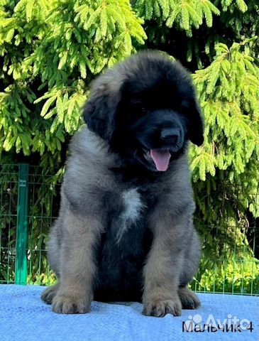 Щенки Леонбергера