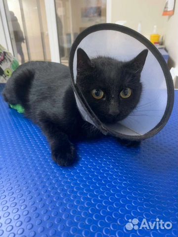 Черная кошка в поиске дома