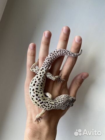 Эублефар Mack Snow Enigma Lemon Frost het. Eclipse