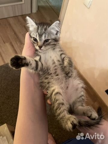 Котенок бесплатно