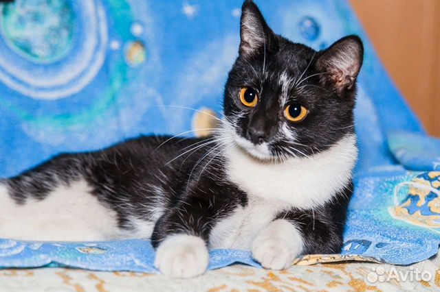 Красавчик котик в Добрые руки