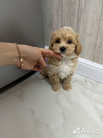 Мальтипу ф1 мини мальчик обаяшка