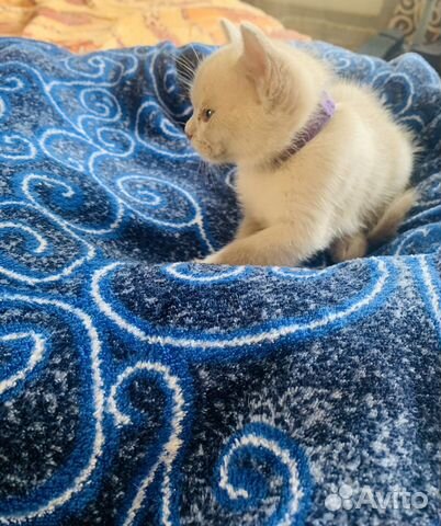 Бурманские котята лиловый