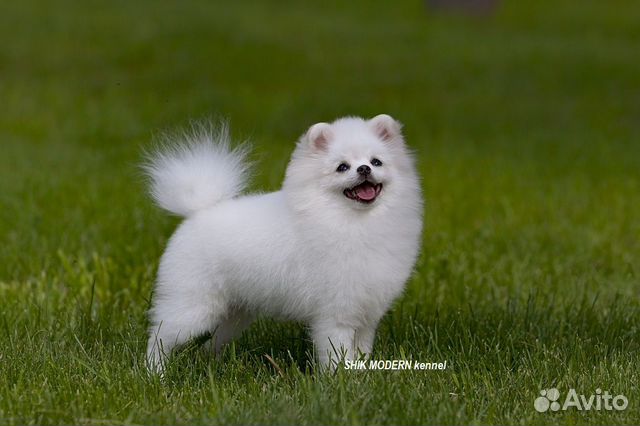 Шпиц Померанский Белый