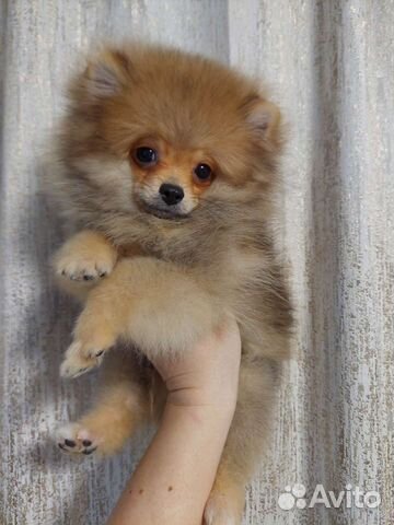 Померанский шпиц