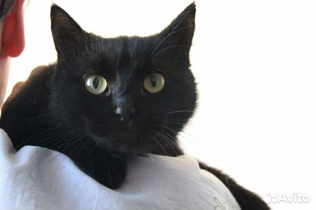 Черная красавица в поисках дома