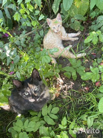 Рыженькая кошечка, 3мес