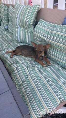 Отдадим собачку