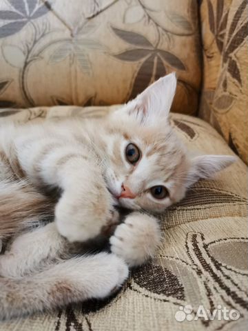 Отдам светло-рыжего котенка