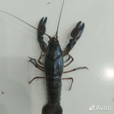 Рак австралийский